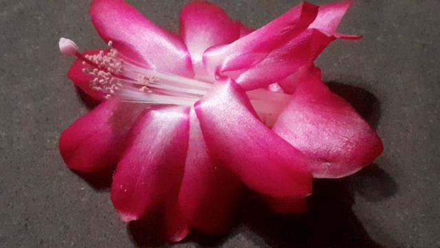 шлюмбергера Thor Sharon