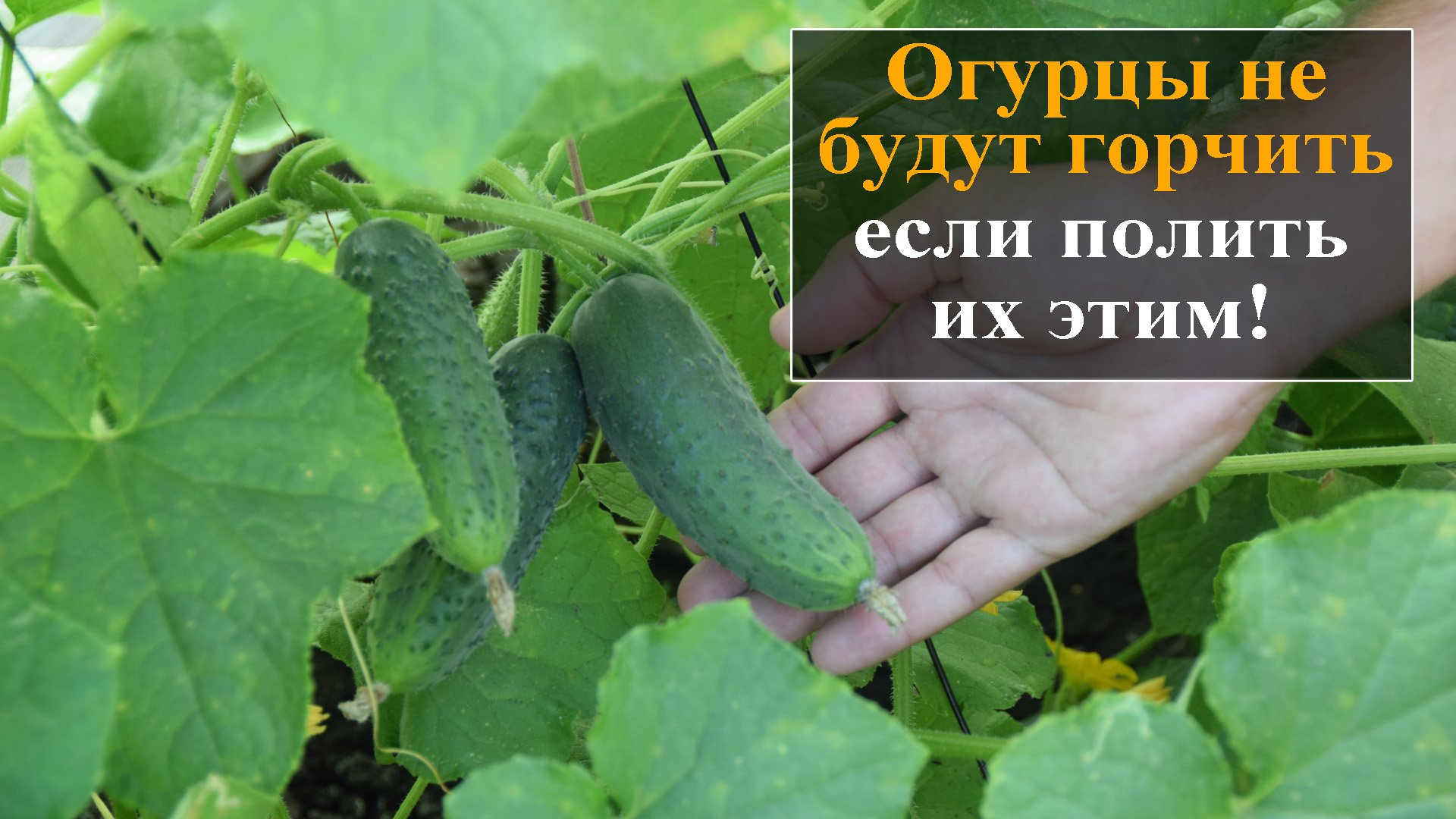 Огурцы не будут горчить если полить их этим