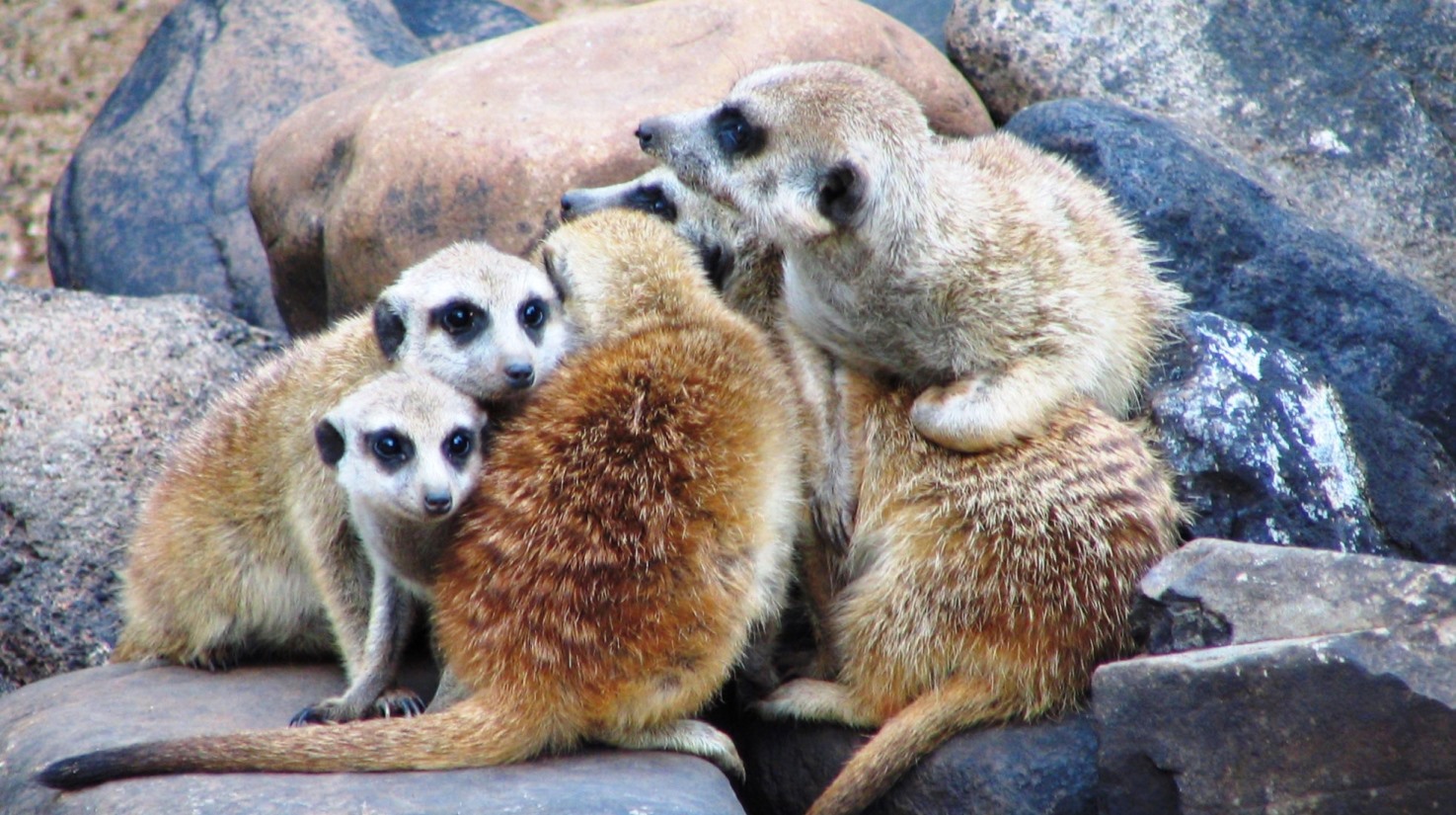 ЮАР. Претория. Зоопарк (1 часть)