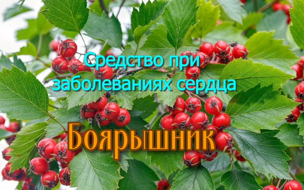 Средство при заболеваниях сердца. Боярышник