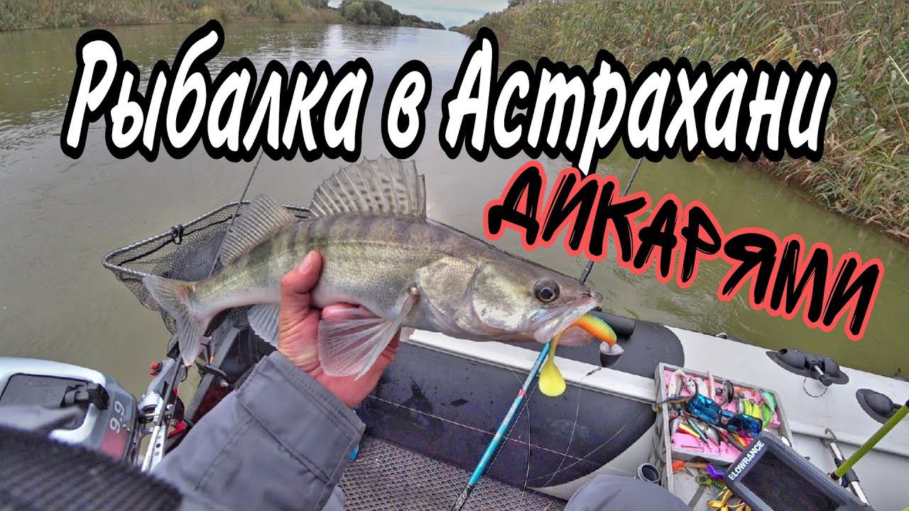 Ловим судака  Рыбалка в Астрахани дикарями на раскатах