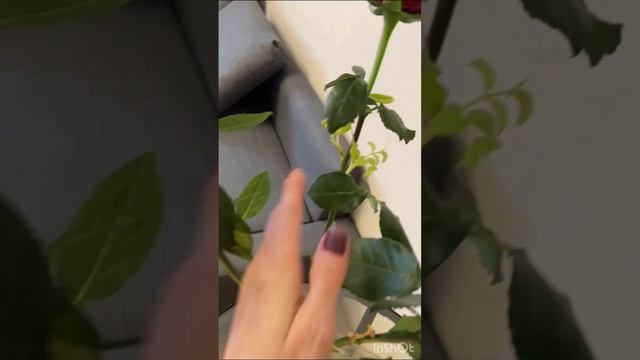 Супер способ, чтобы Розы не завяли!