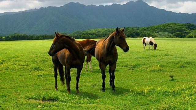 Ookean. Heavenly Light