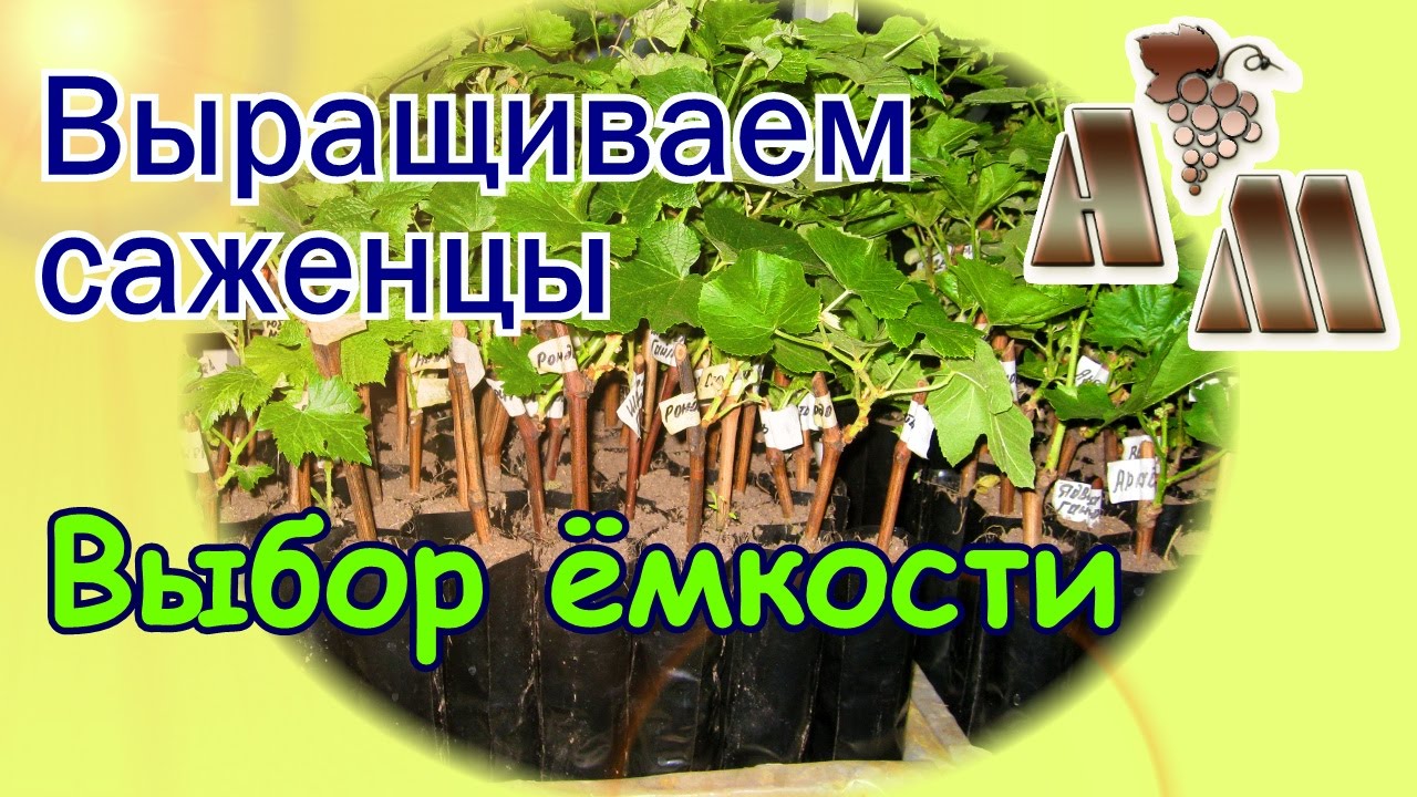 ? Ёмкости (контейнеры) для выращивания саженцев винограда - 1. Как выбрать?
