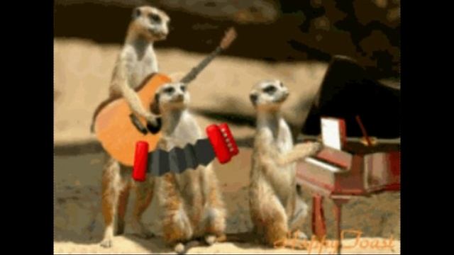 ЦВЕТНЫЕ СНЫ