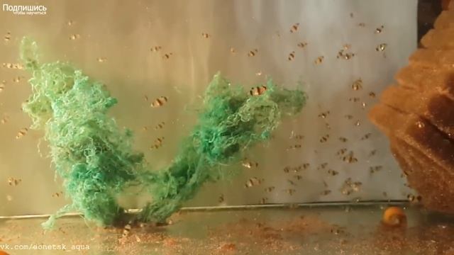 Малек суматранского барбуса выглядит сразу как взрослый.mp4