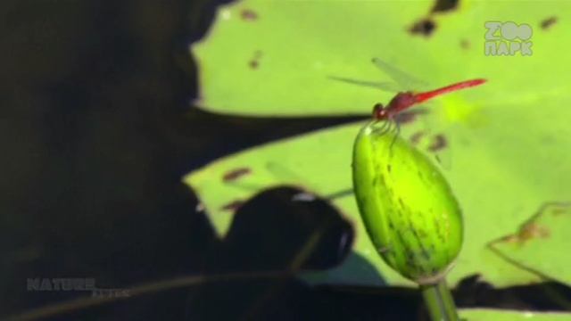 СТРЕКОЗЫ и ЖЕЛТОХВОСТЫЙ КИМБЕРЛИ
