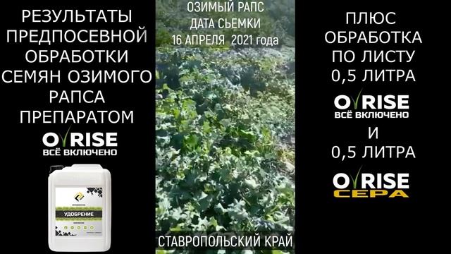 Рапс . Результат применения препаратов линейки "О-РАЙЗ", производства компании "Золото полей".mp4