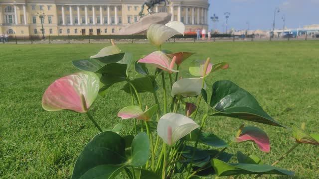 Цветы Вместе - Антуриум шагает по стране - Anthurium Fantasy Love, г. Санкт-Петербург