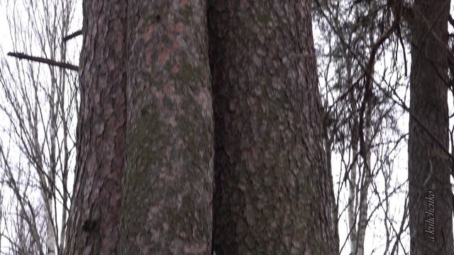 СКАЗАНИЕ ОБ ОДИНОКОЙ СОСНЕ