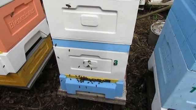 весенняя обработка пчел от клеща Варроа - есть осыпь клеща везде где ставил пихтовое масло