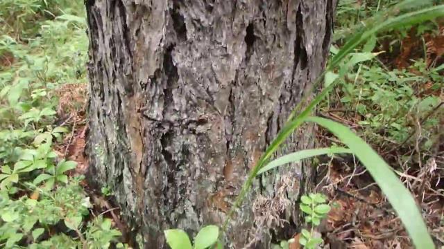 Ориентирование в прибрежной тайге Татарского пролива. Часть 1