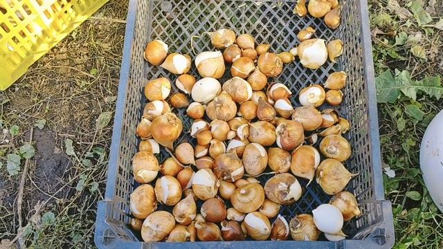 Тюльпаны. Высадка..mp4 3.10.21