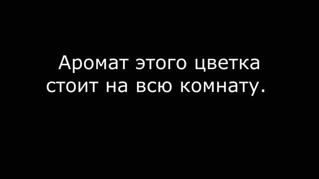 Мирт Персидский зацвёл 1ч.