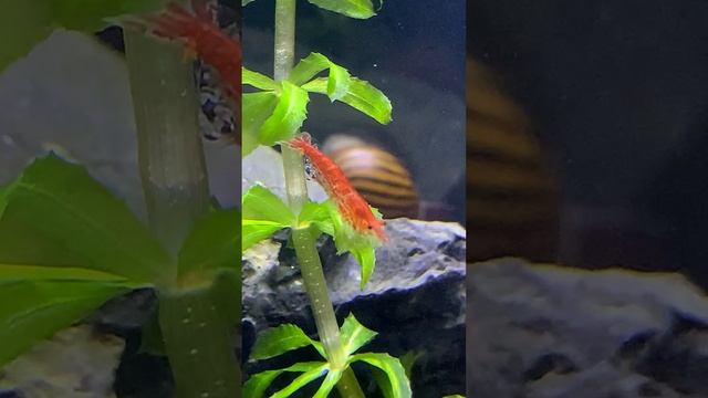 Повседневность аквариумных креветок