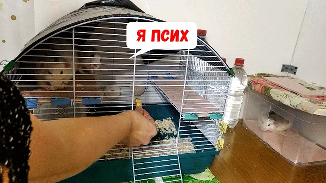 КОГДА ПЕРВЫЙ РАЗ БЕРЕШЬ В РУКИ КРЫСУ