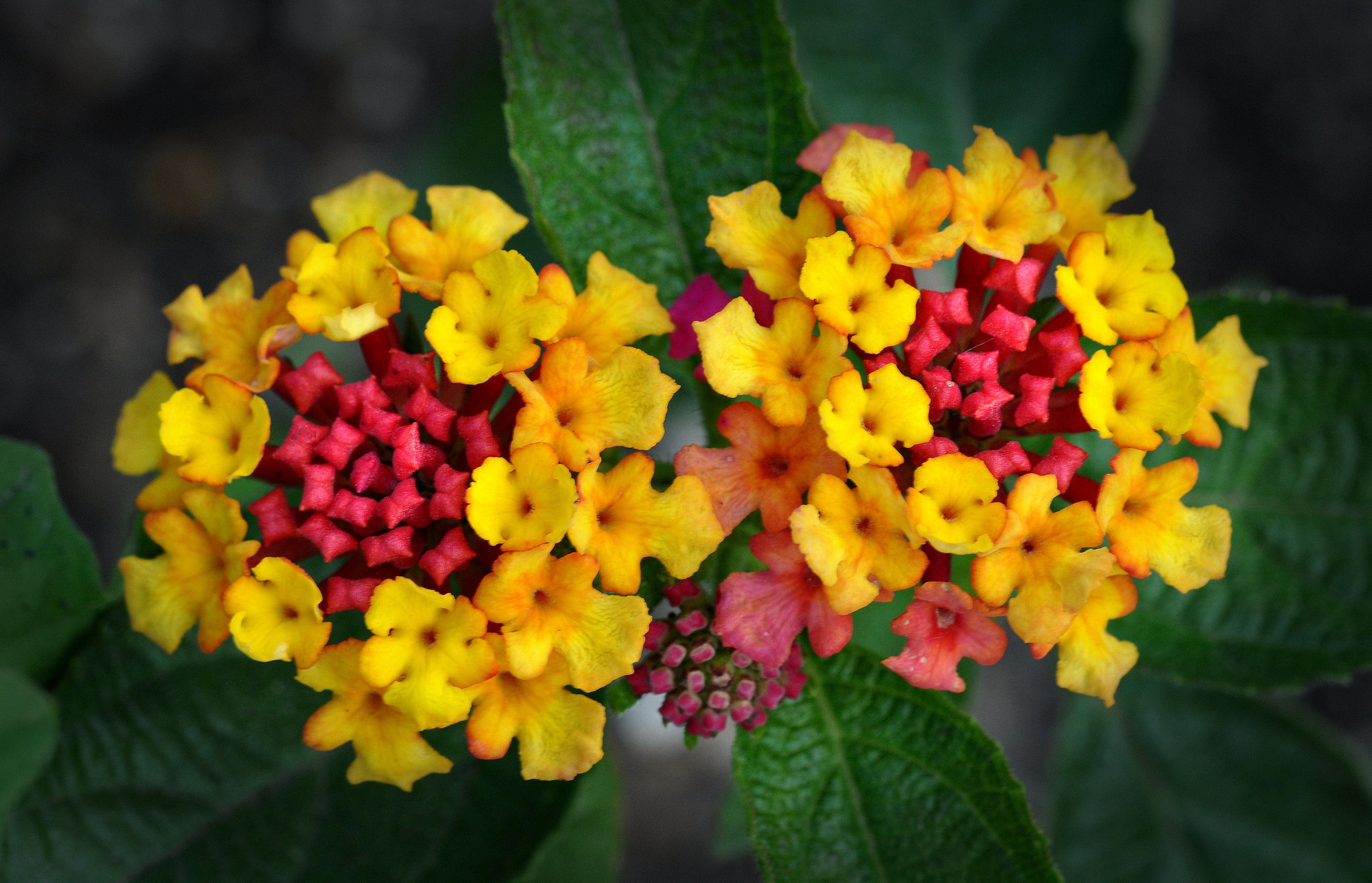 Лантана РЕЛАКС АРТ-ТЕРАПИЯ ИМПРОВИЗАЦИЯ композитор Виктор Анохин #piano #instrumentalmusic #цветы