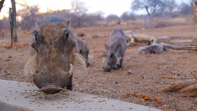 Кабанчики 1.mp4