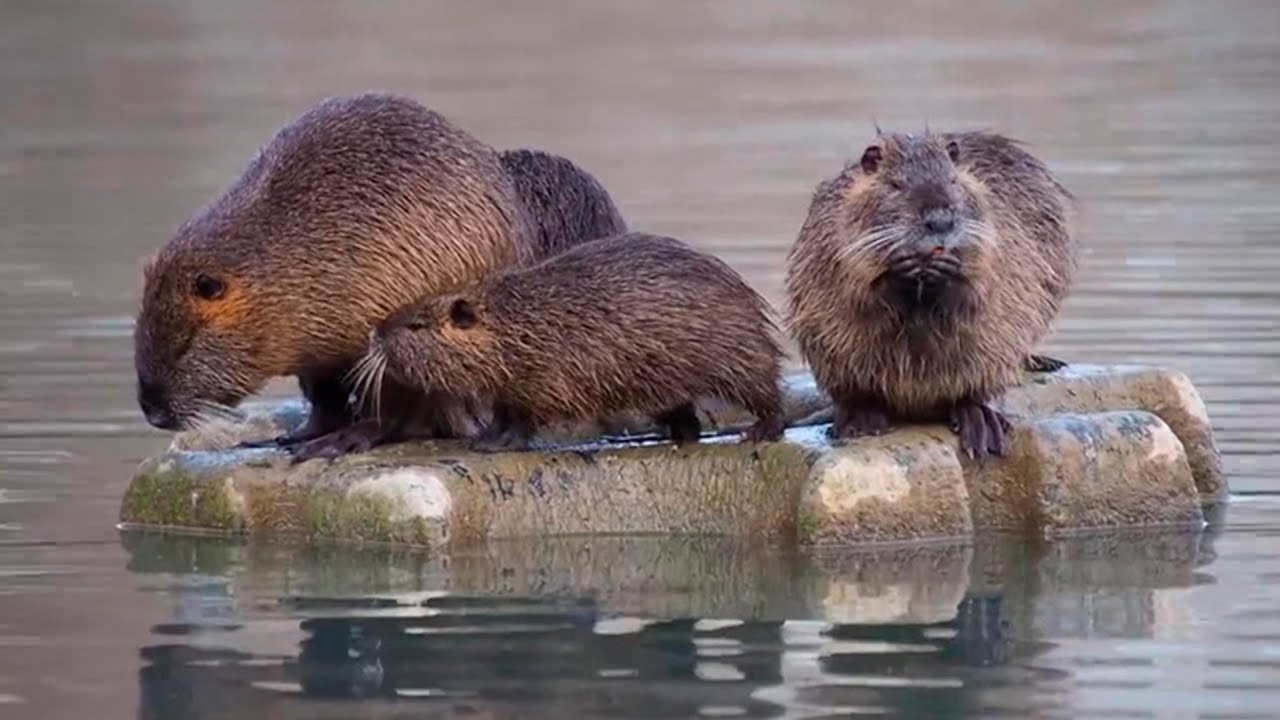 Нутрии на водных процедурах.