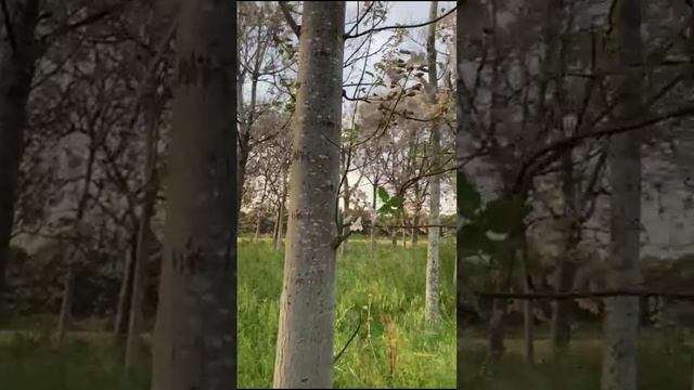 Израиль цветет, а в Петербург зима вернулась .3 апреля  2024