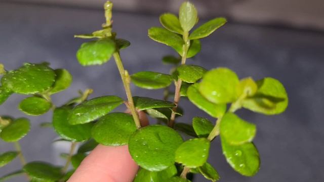 Мирсина(Африканский Мирт) 3