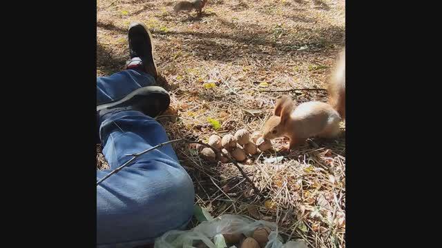 Белки таскают орехи. Веселые белки.