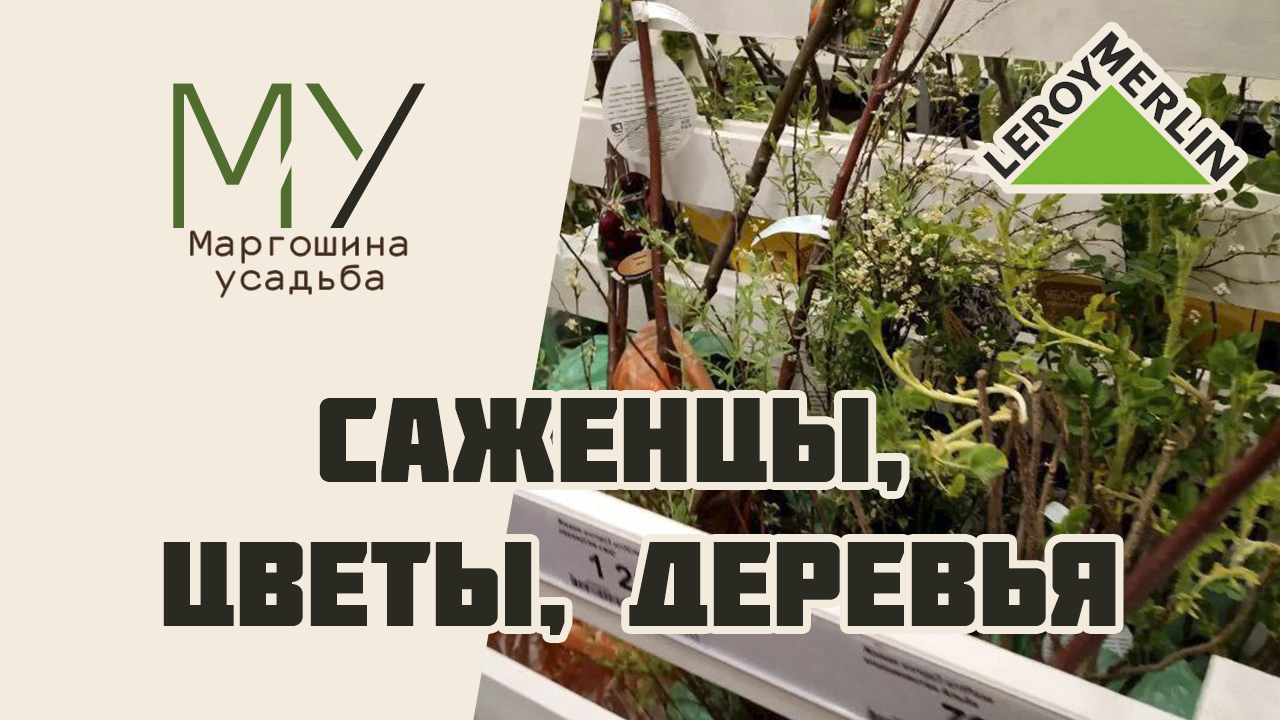 Обзор магазина Леруа Мерлен. Саженцы, цветы, деревья