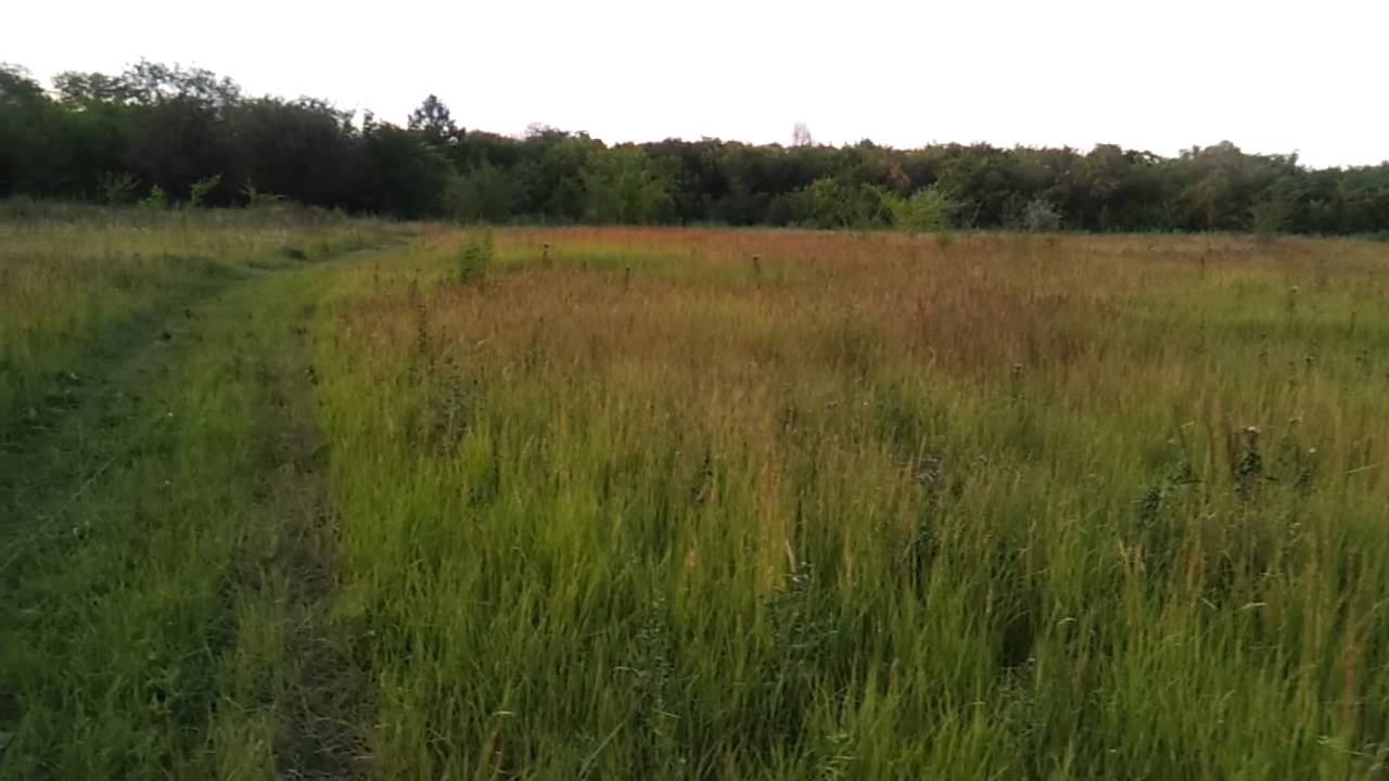 Курсинг в Челябинске 18.07.2013. Овчарка Шеди, курцхар Спайк