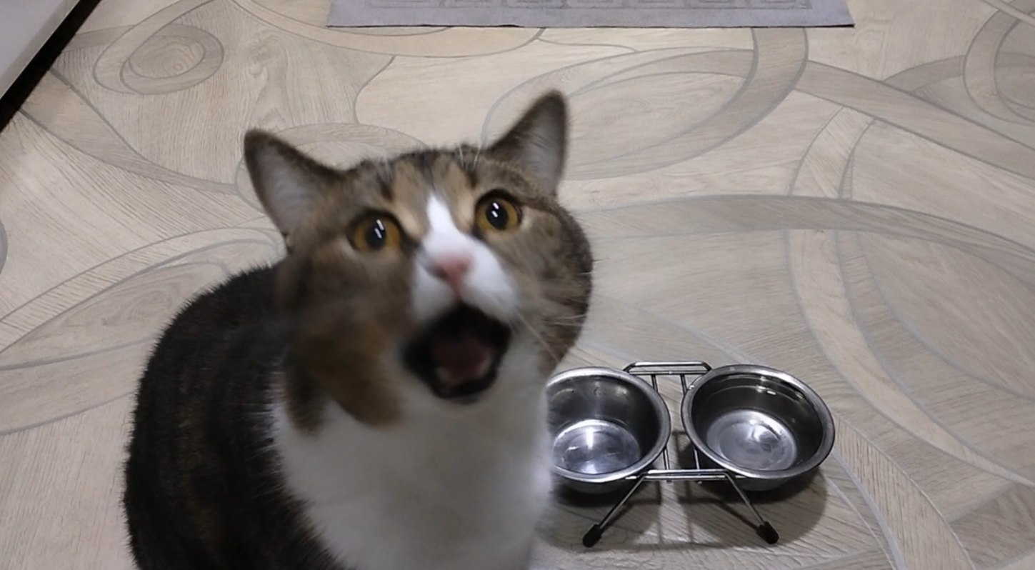 Кот кушает АСРМ