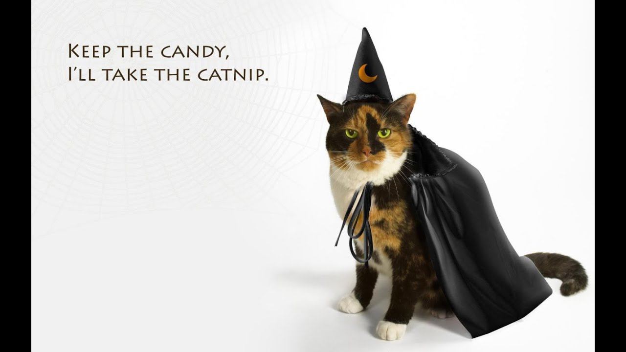 Гуманное прохождение Skyrim за кота-волшебника (5 - Добиваем основной квест)