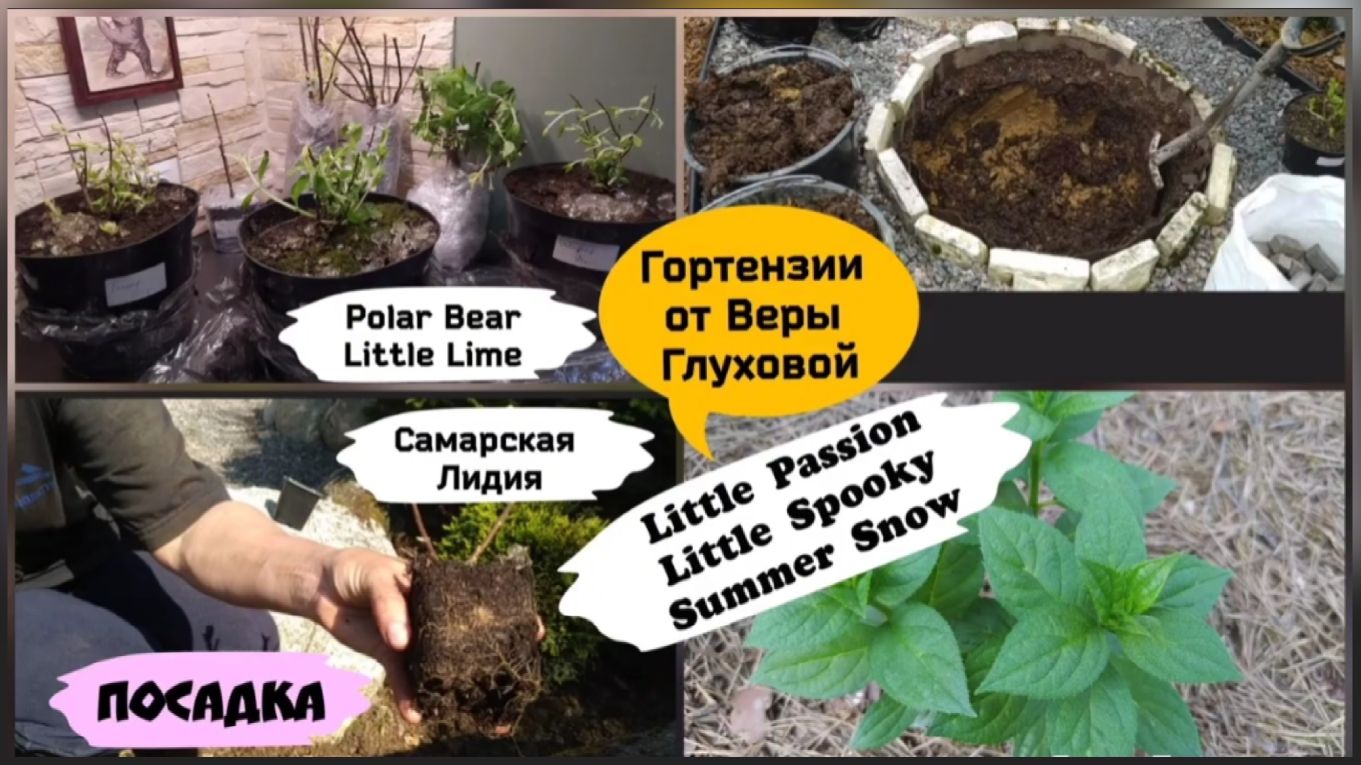 Гортензии от Веры Глуховой.Посадка.