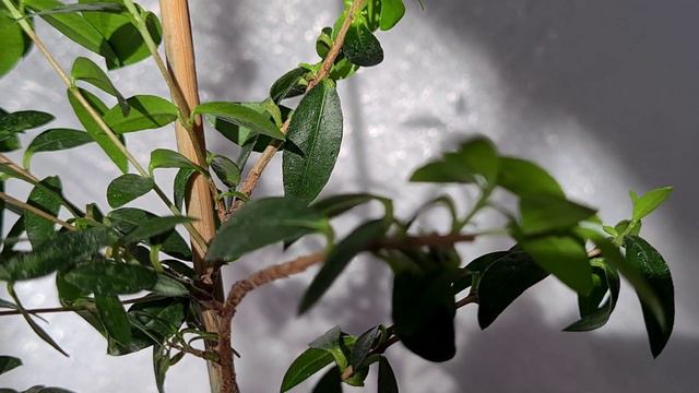 Тарентино зеленый 9