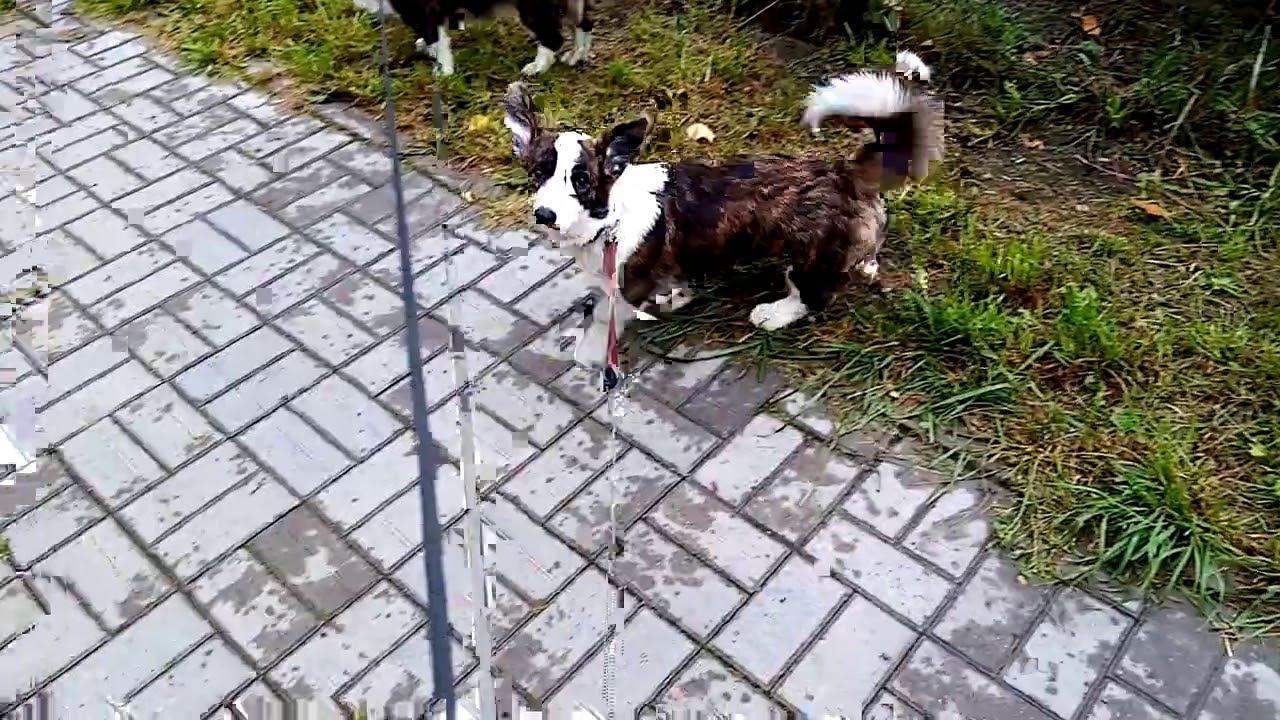 У Элфи встали ушки, теперь она настоящий Кардиган!