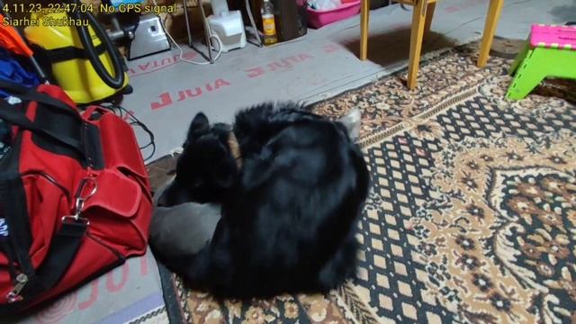 Боевые спутники мои ?