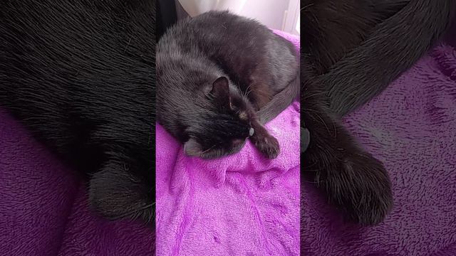 Эксклюзивное видео🙀 : Справедливость по-кошачьи ( Видео взято из нашего Телеграм канала! )