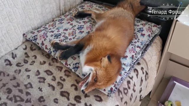 Жизнь лисьего прайда-1