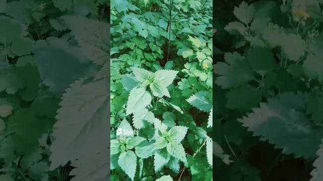 О крапиве и её магических свойствах