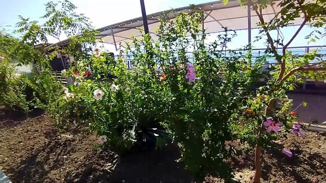 Летнее утро в Новом Свете. Июль.