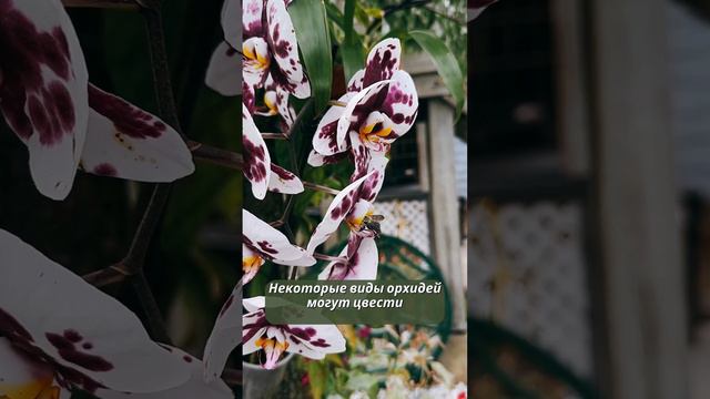 Факт про Орхидею 🌺