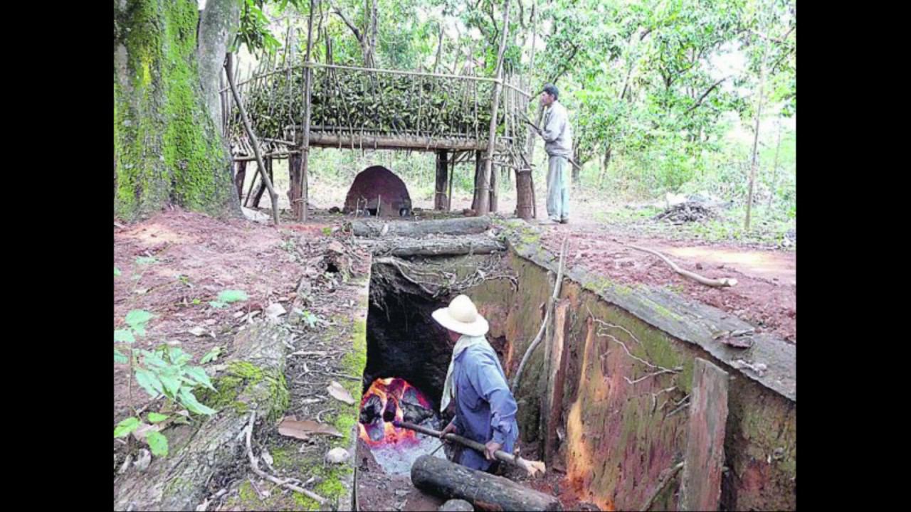 17. Чем отличается заготовка йерба мате в Парагвае и Бразилии. Разница в качестве.