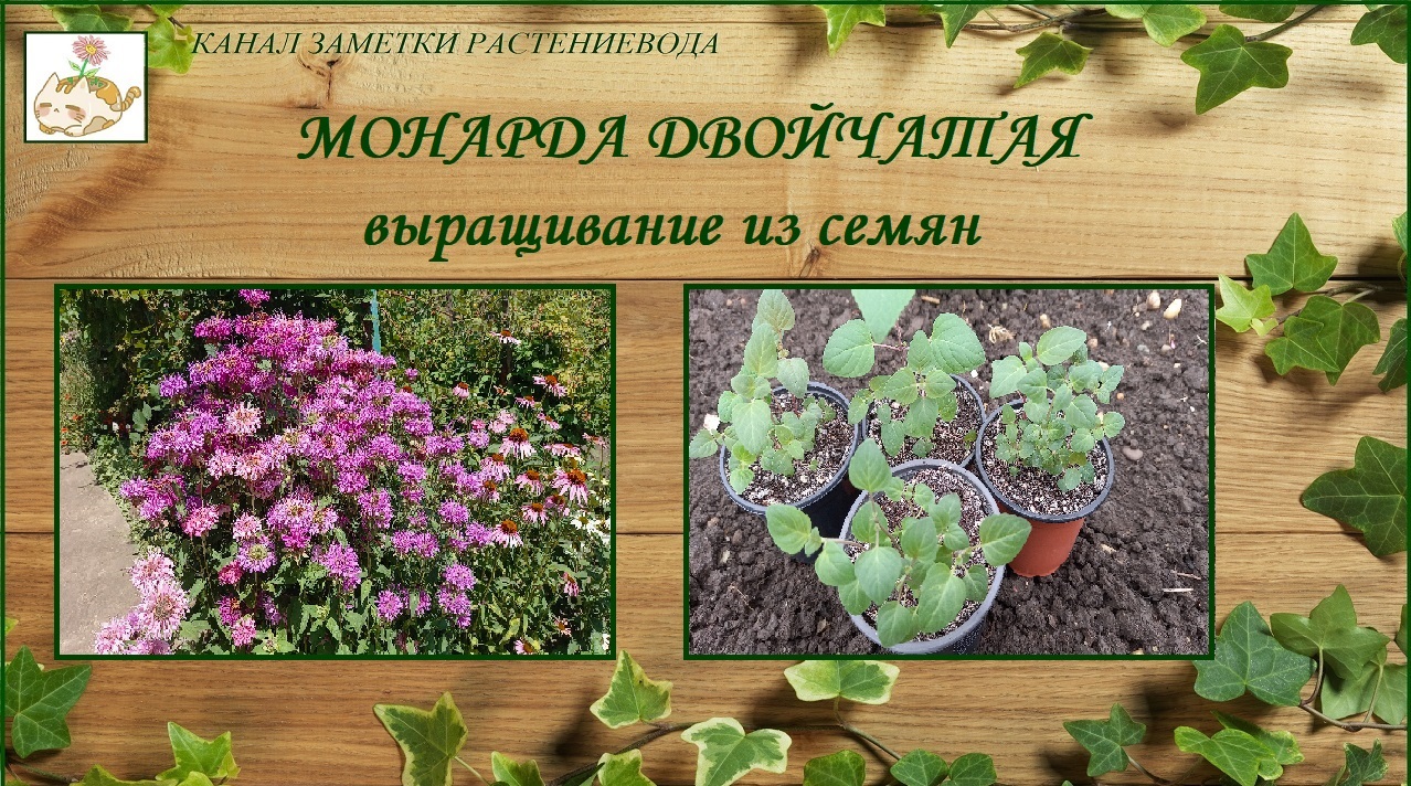 Монарда двойчатая, красивоцветущий многолетник - выращивание из семян