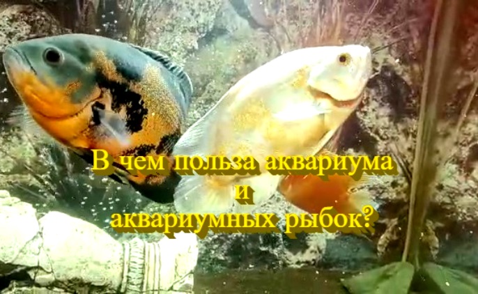 В чем польза аквариума и аквариумных рыбок