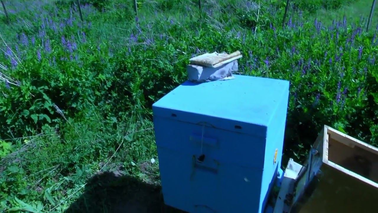 Обзор пасеки. Второй рой 2023 заходит в улей. Пчеловодство.