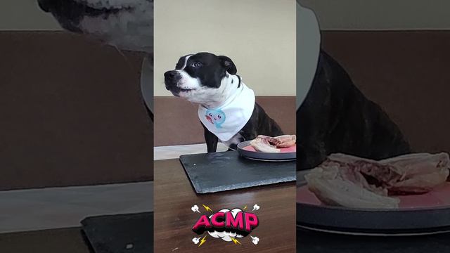 АСМР Тушка перепелки! 👂 #асмр #мукбанг #стаффбуль #еда #перепел #тушка #животные #собака #итинг