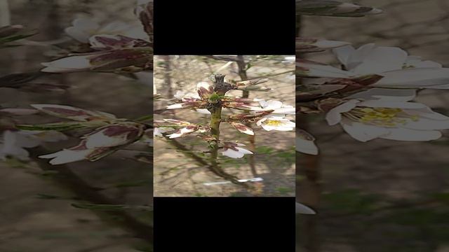 миндаль цветёт 5 апрель 24г