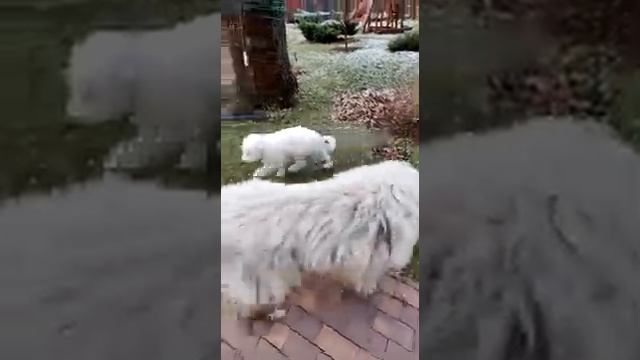 Наши домашние питомцы. Южнорусские овчарки Тома гуляет с щенком Ярославы на улице