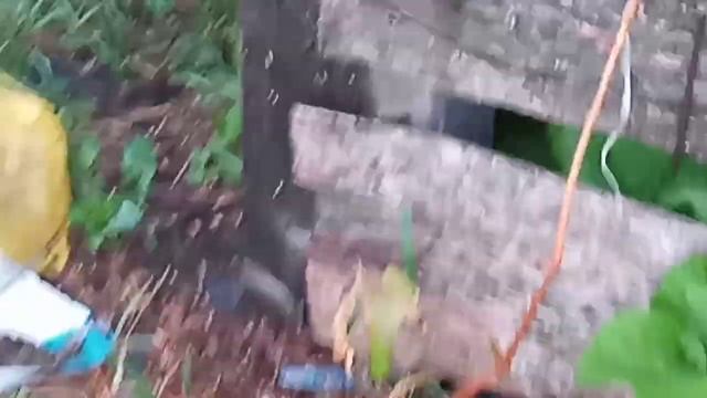 Что же произошло с 2х летним виноградом выращенного из косточки___.mp4