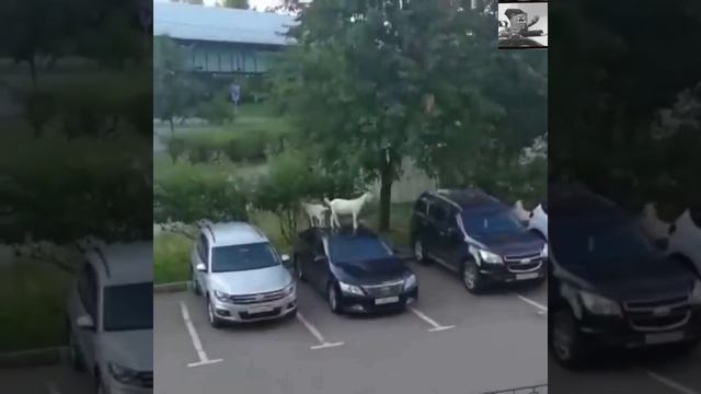 Осторожно, данное видео может вызвать у автовладельцев боль.