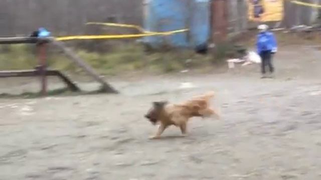 Briard Monika - Russian Ring 3.10.10