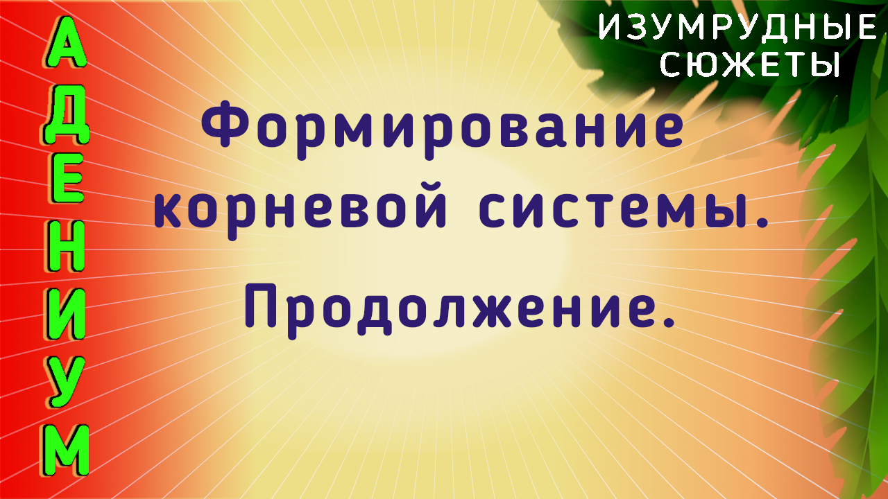 Адениум. Формирование Корневой Системы Адениума. Продолжение.